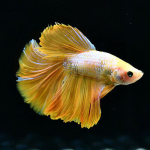 Gold Yellow (OHM) Over Half Moon Betta Male – Vijay Aquarium